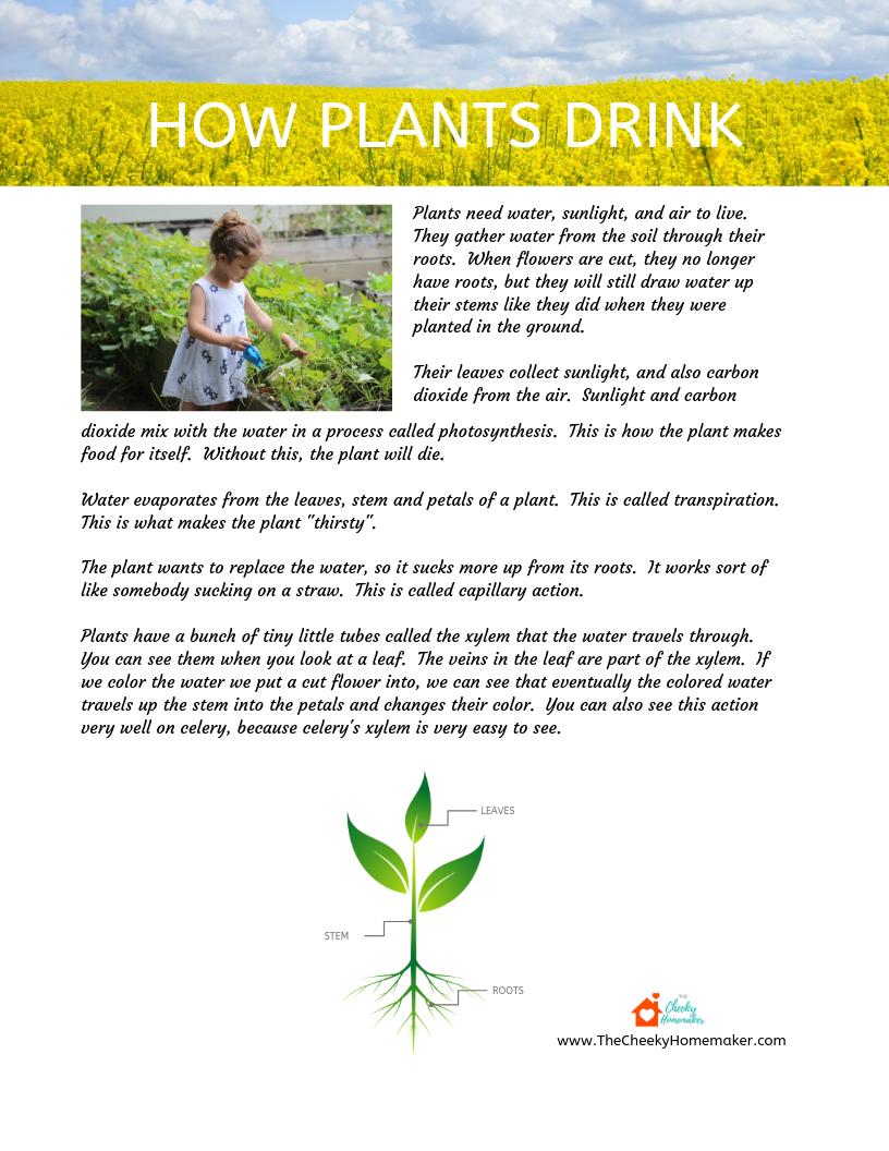 HOW PLANTS DRINK | LESSON + EXPERIMENT | The Cheeky Homemaker