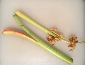 HOW PLANTS DRINK | LESSON + EXPERIMENT | The Cheeky Homemaker