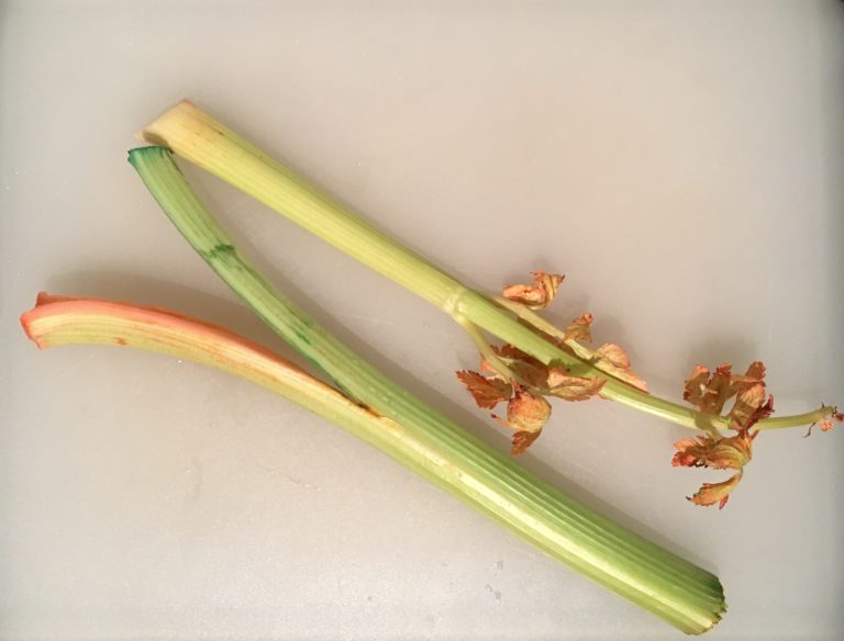 HOW PLANTS DRINK | LESSON + EXPERIMENT | The Cheeky Homemaker